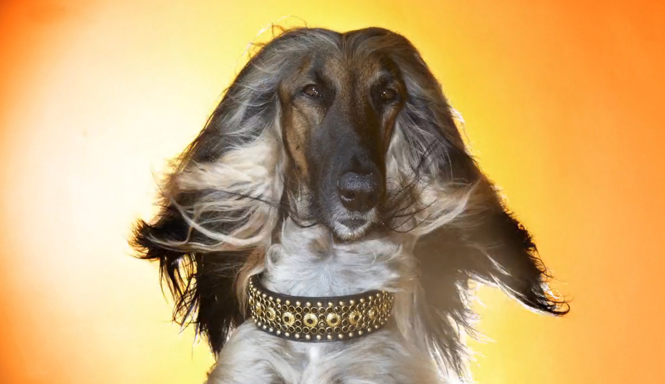 Afghan Hound Hair blowing in the wind Stop frame motion Copyright ...
